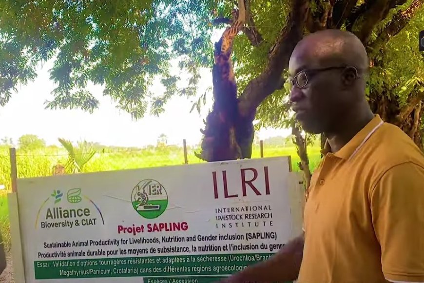 Innovations Agronomiques au Mali - Science & Société - Magazine